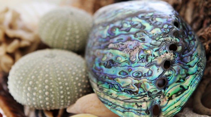 The Unique History and Meaning of Abalone Shell