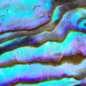 The Unique History and Meaning of Abalone Shell | Roma Designer Jewelry