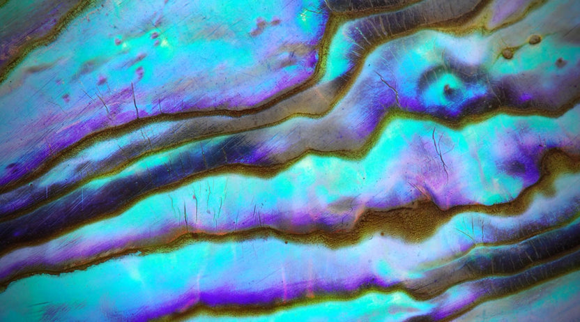 The Unique History and Meaning of Abalone Shell | Roma Designer Jewelry